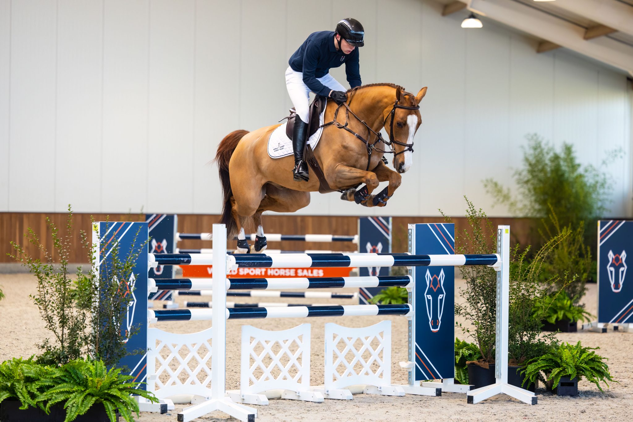 Nieuwe sportpaardenveiling op de WEC in Ocala – Stal Hendrix